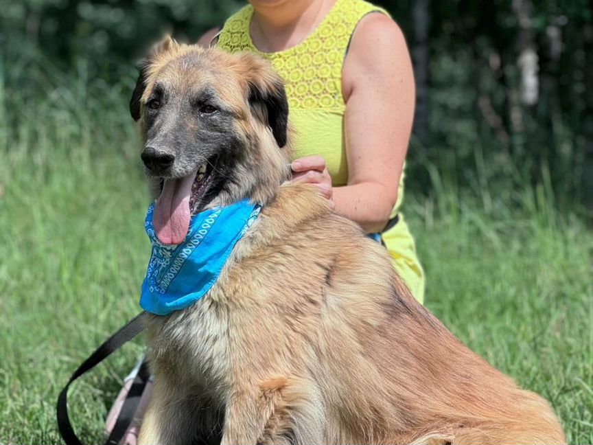 Собака Скромный Тайсон