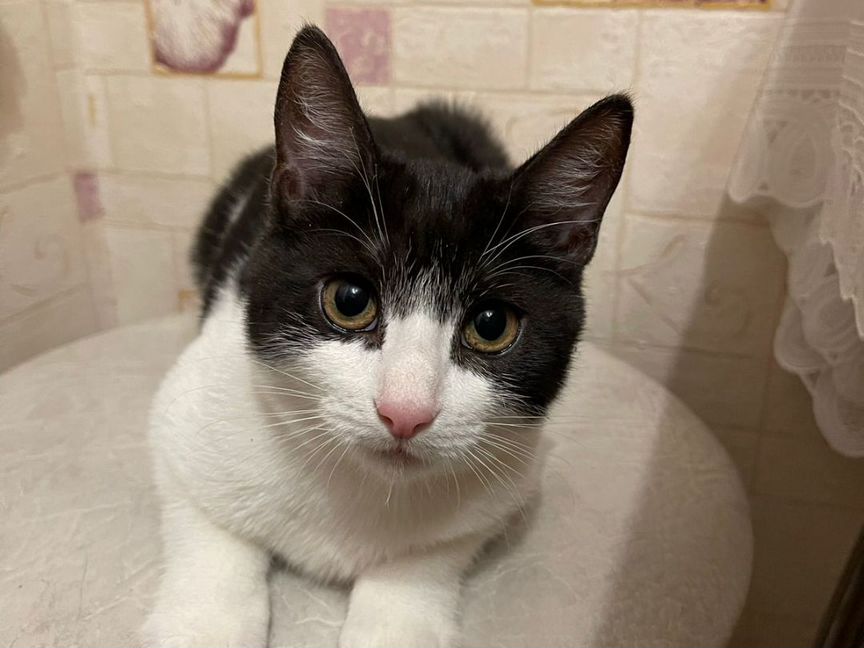 Кошка