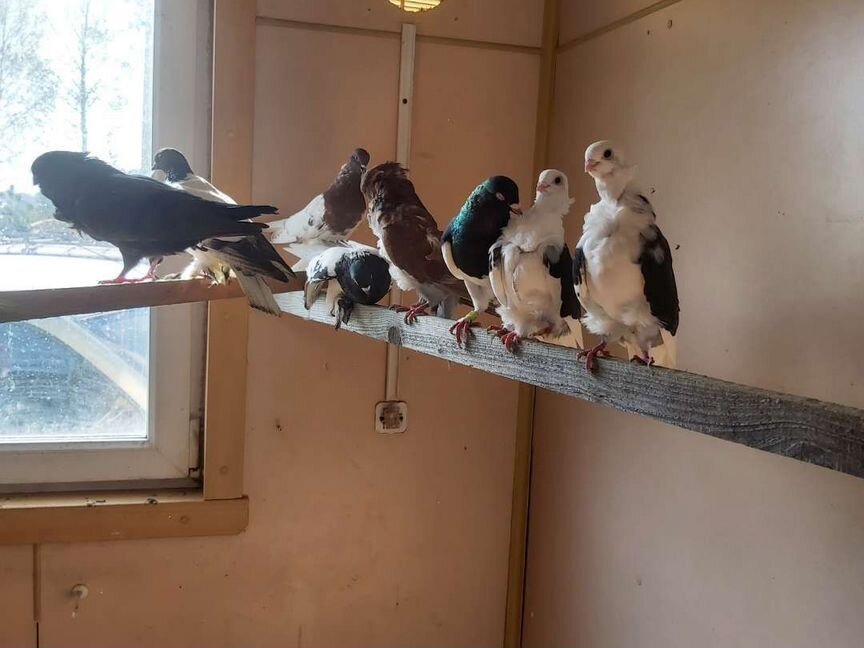 Прдаются голуби