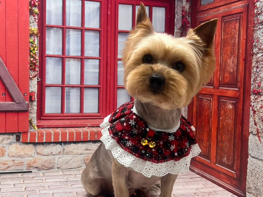 Йоркширский терьер