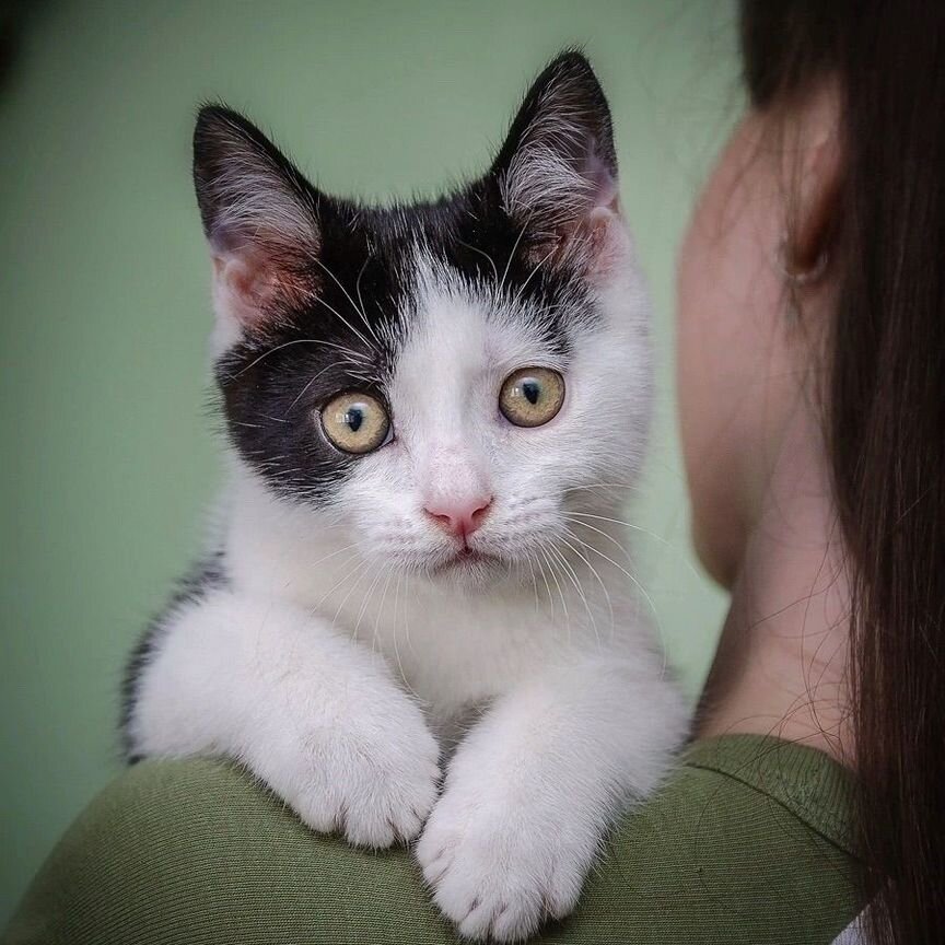 Босик (2мес.) круглая мордочка, хоть циркулем веди