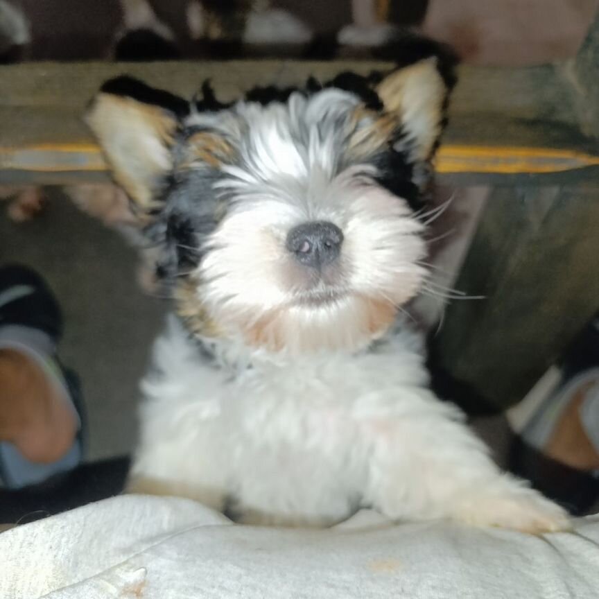 Йоркширский терьер