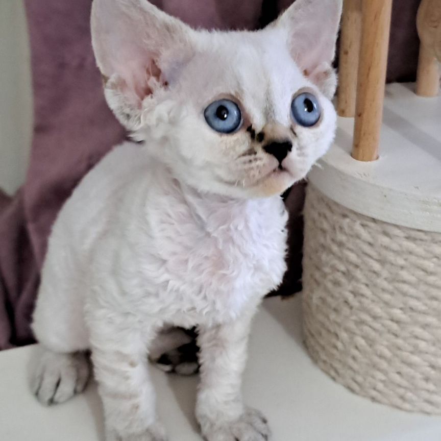 Эксклюзивная мини малышка