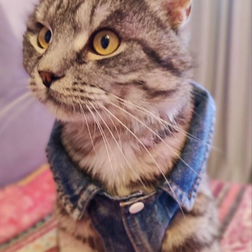 Котик в добрые руки мурлыка
