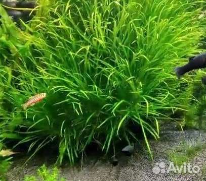 Бликса японская (Blyxa japonica), моллинезии