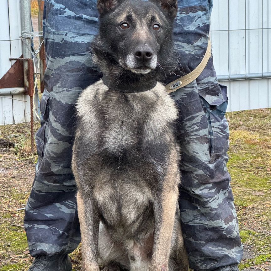 Служебная собака