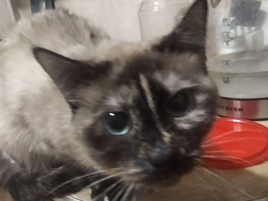 Кошка