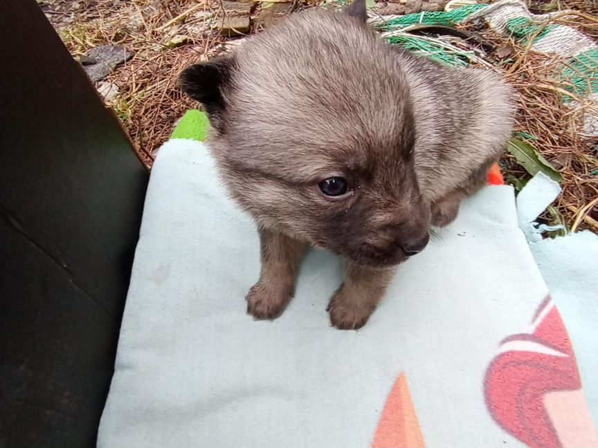 Собака в добрые руки отдам бесплатно