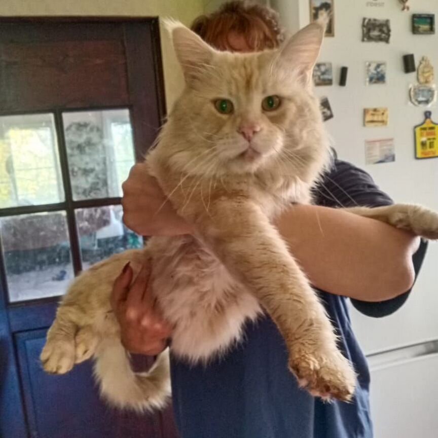 Котята мейн-кун