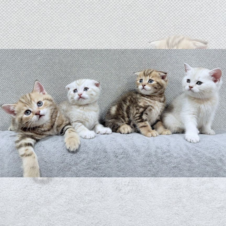 Шотландский вислоухий короткошёрстный котёнок