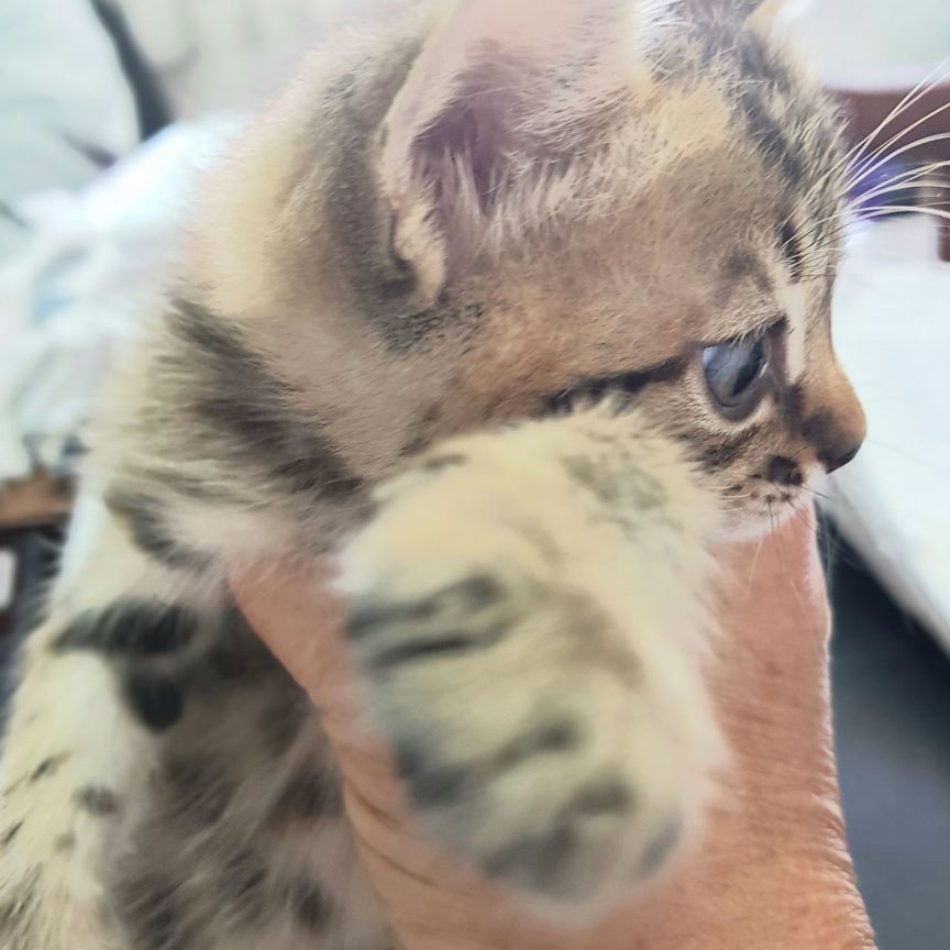 Отдам котенка в добрые руки