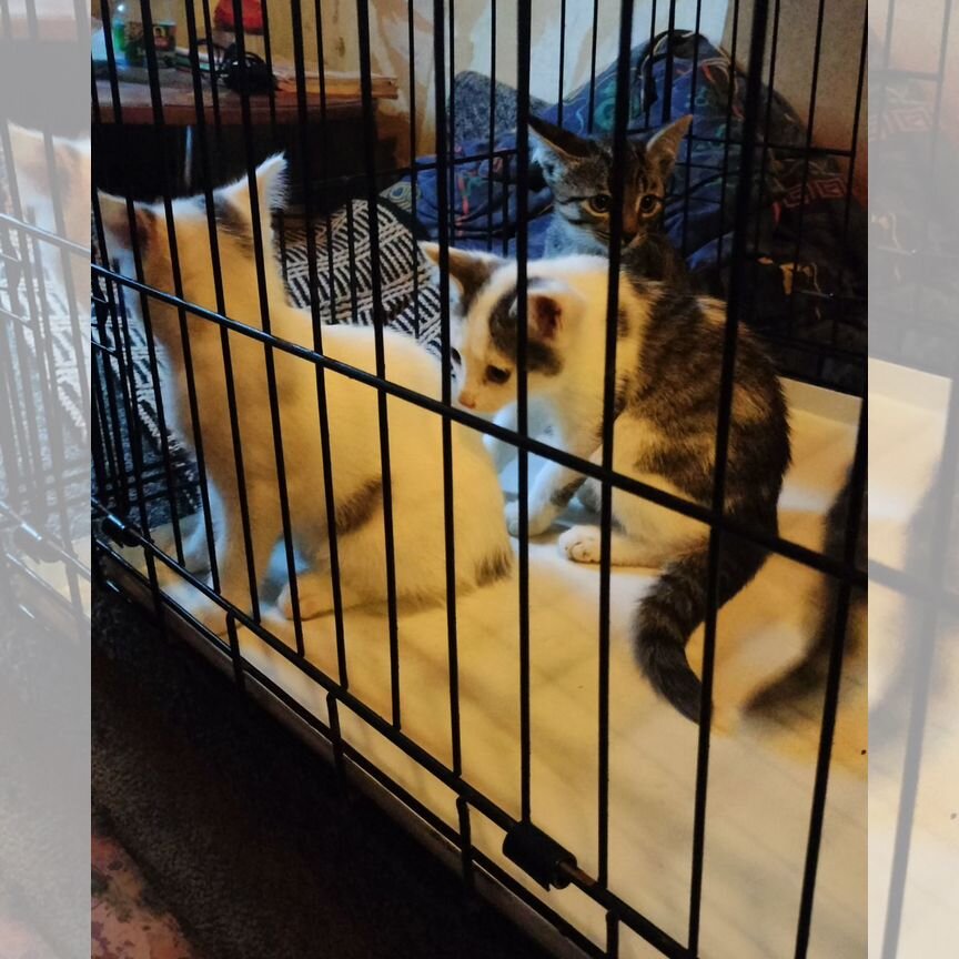 Котята в добрые руки бесплатно