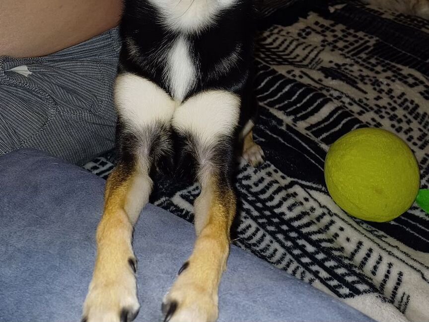 Той терьер вязка