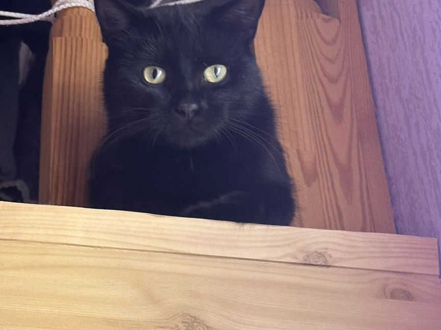 Котик