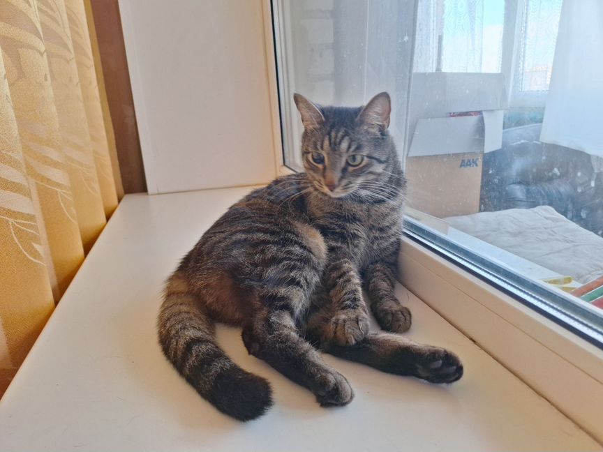 Котик Малыш