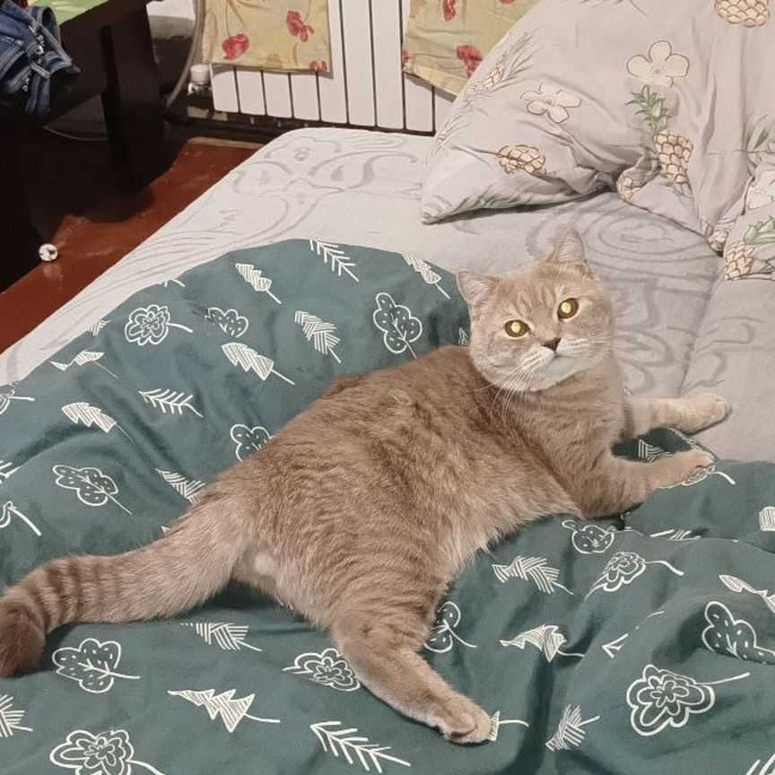 Молодой кот для вязки