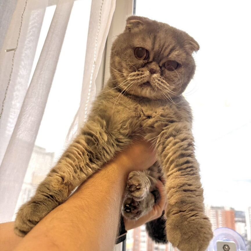 Шотландская вислоухая короткошёрстная, взрослая кошка