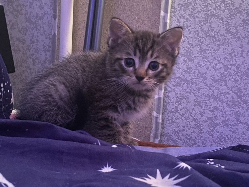 Котята 2 мальчика(шотландские )