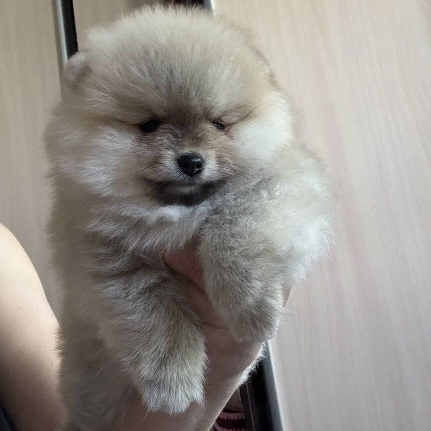 Померанский шпиц, щенок