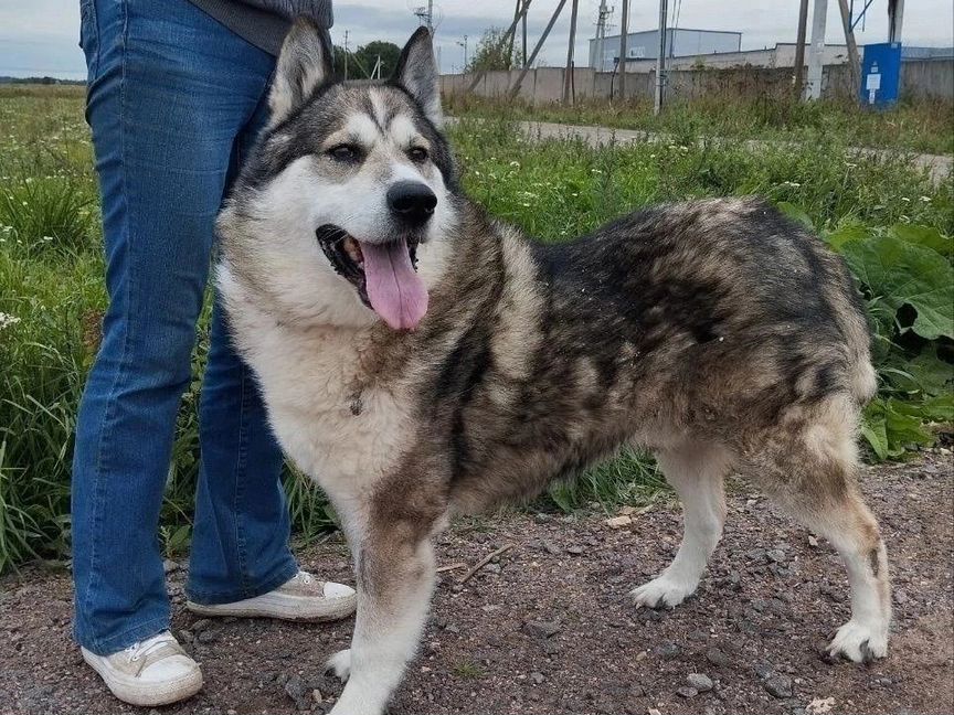 Аляскинский маламут