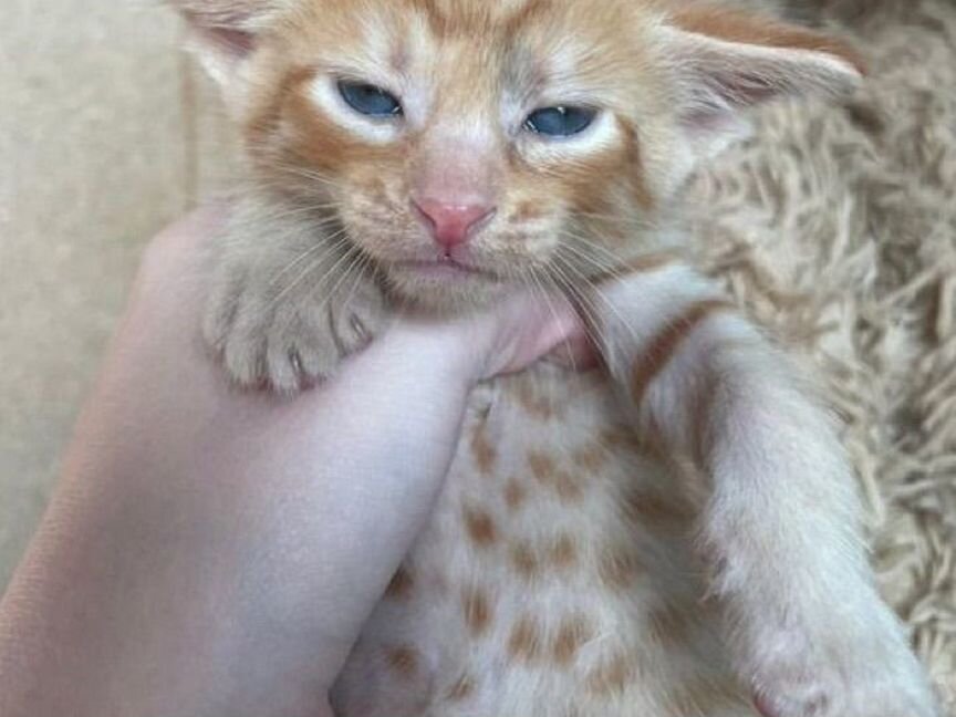 Ориентальные котята в добрые руки