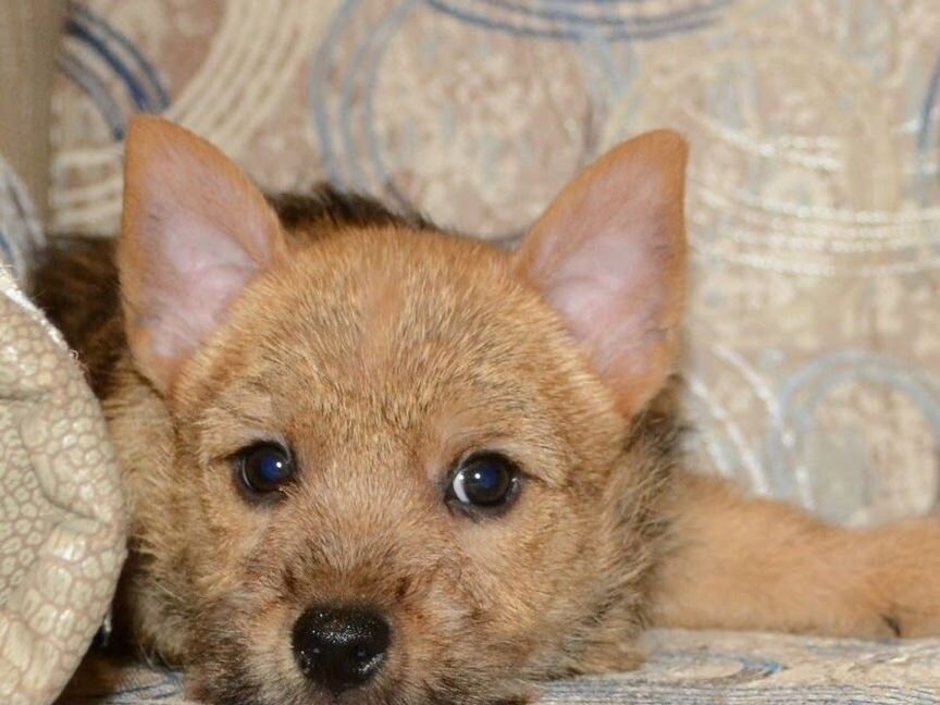 Мальчик Норвич