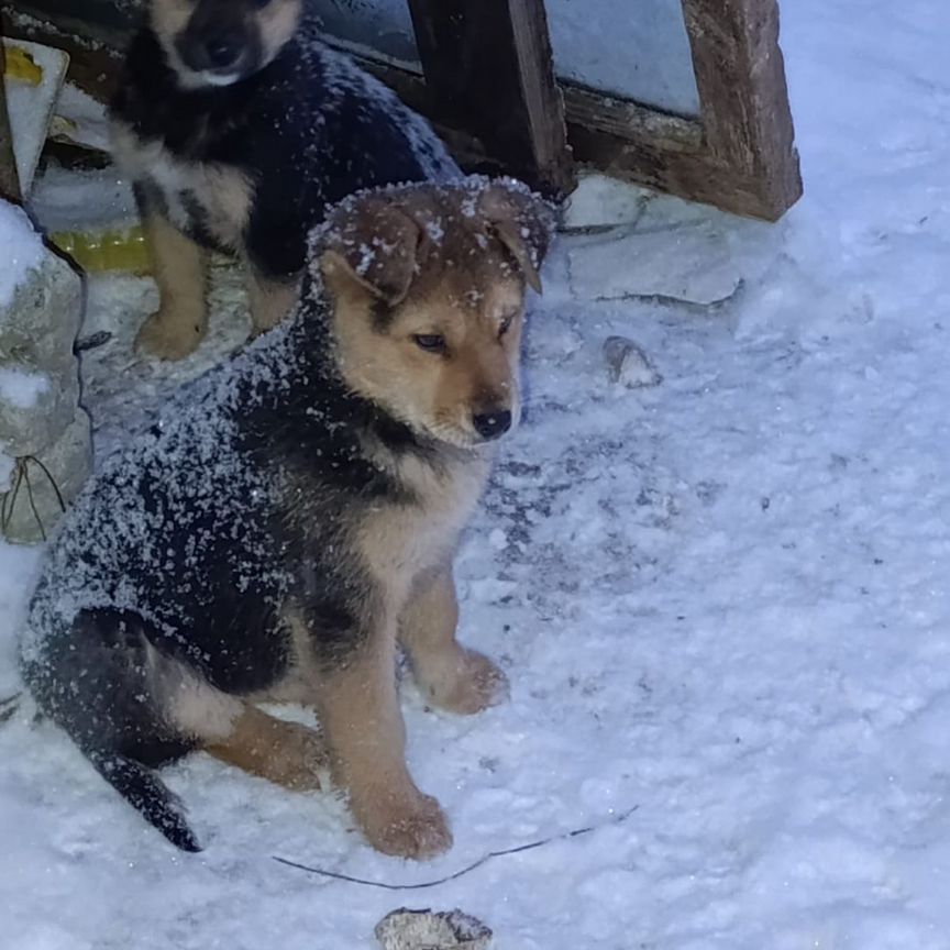 Замерзшие комочки