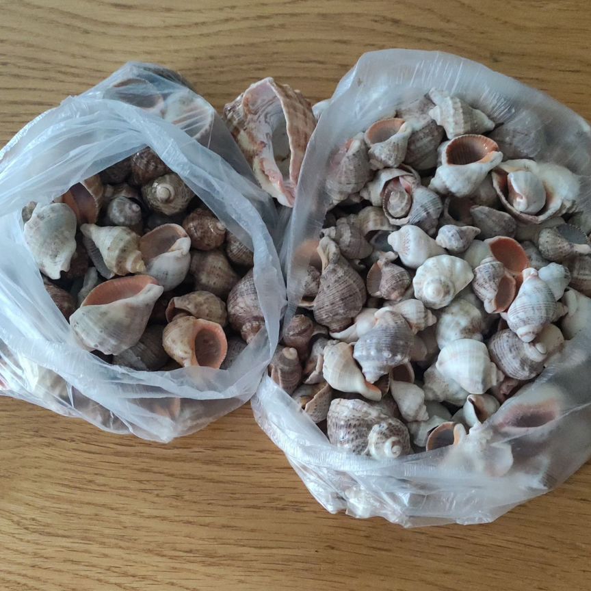 Ракушки для аквариума