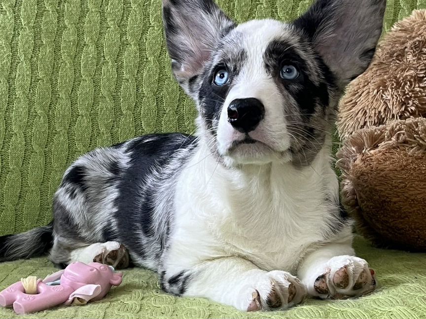 Вельш-корги кардиган мальчик