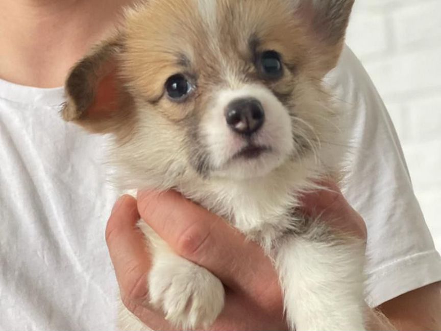 Вельш-корги пемброк девочки