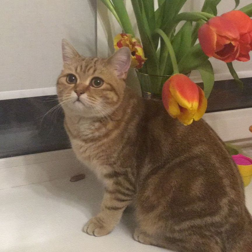 Британская короткошёрстная, взрослая кошка