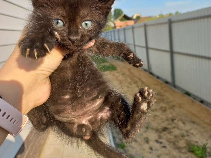 Кошка в дар бесплатно