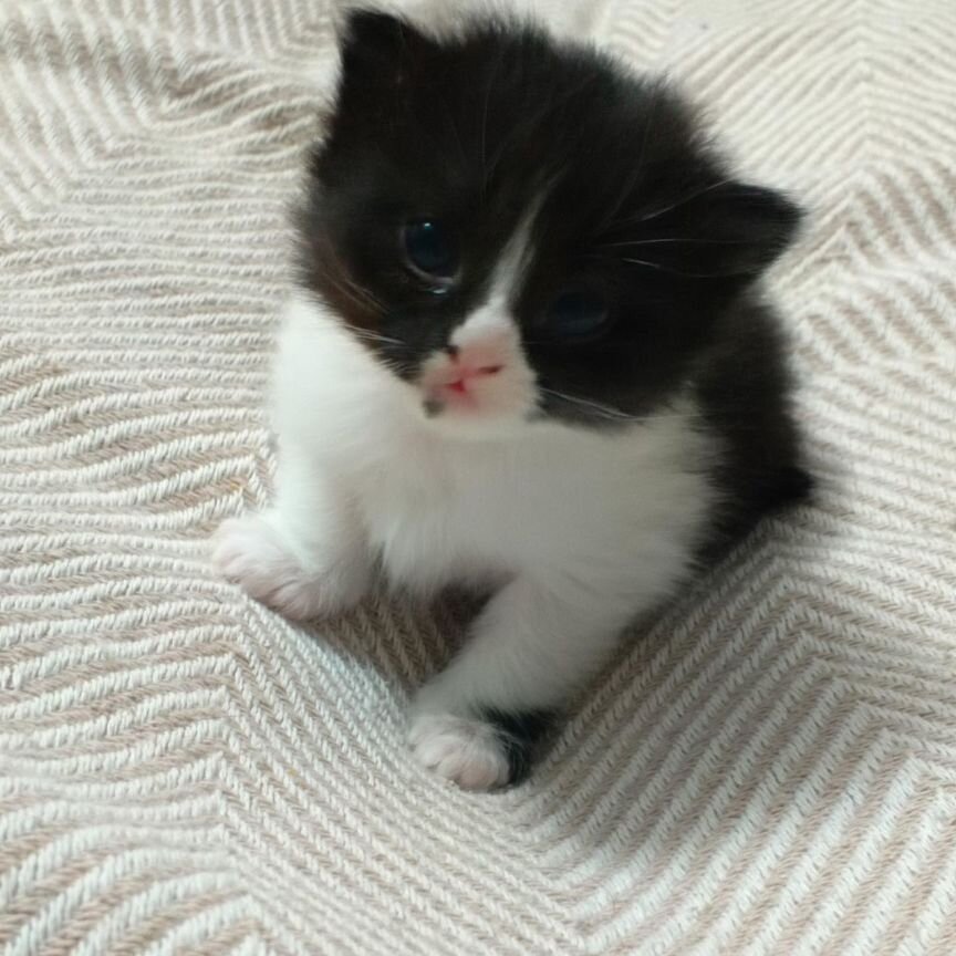 Котёнок в добрые руки