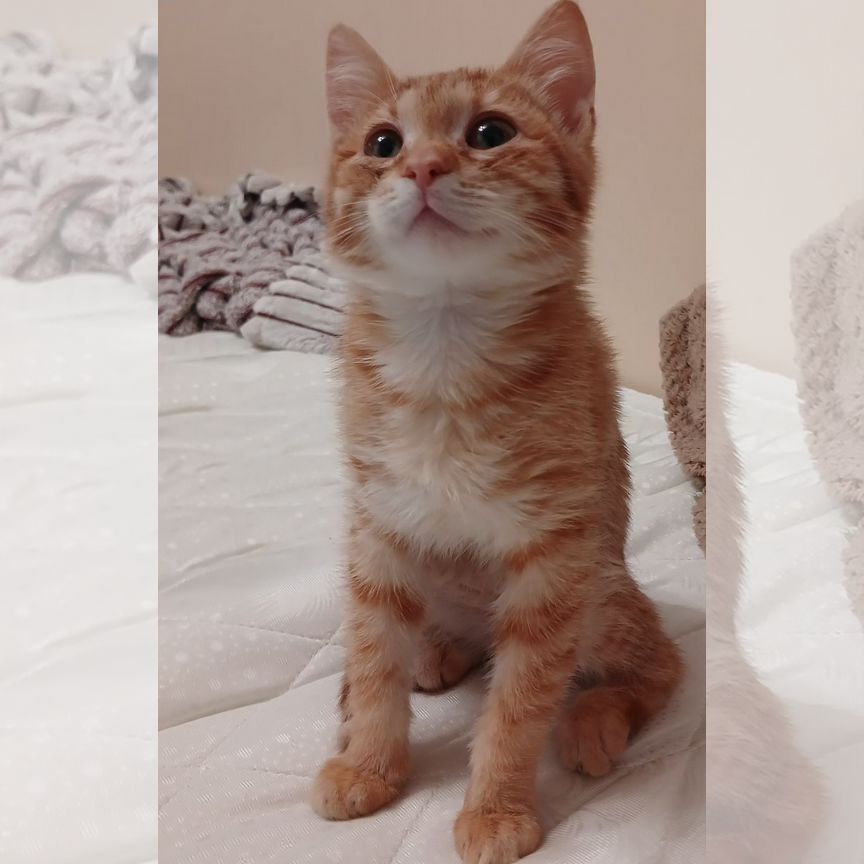 Котёнок в добрые руки