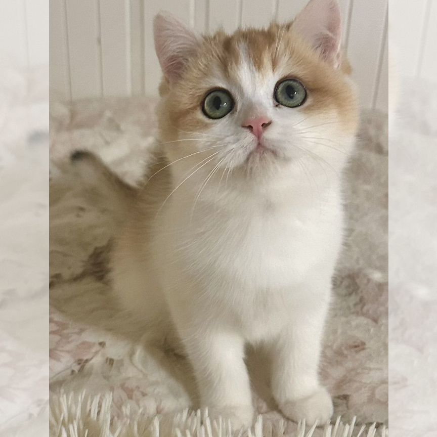 Британский короткошёрстный котёнок