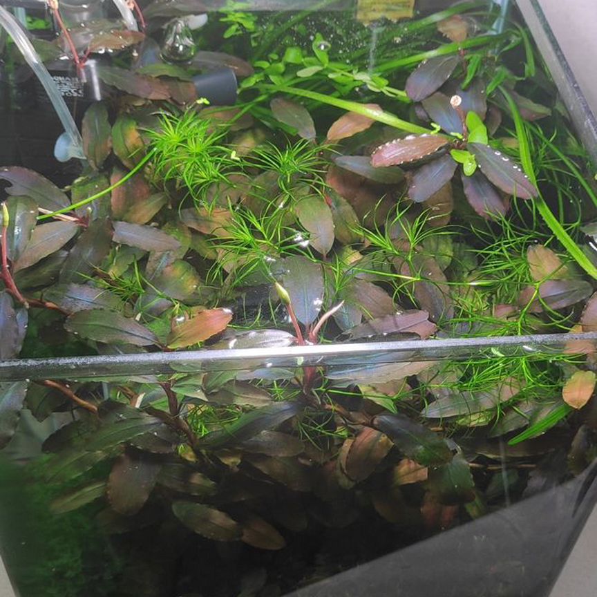 Буцефаландра Шайн Блю (Bucephalandra sp. Shine Blu
