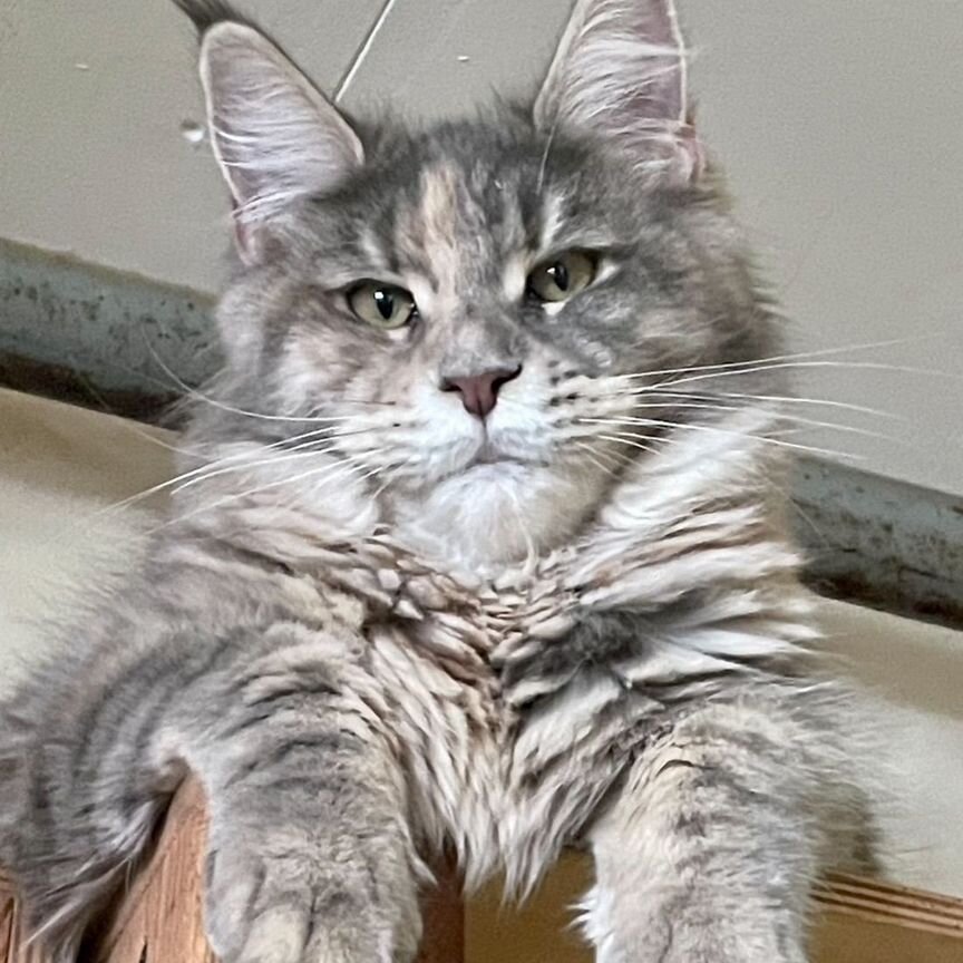 Мейн кун кошечка