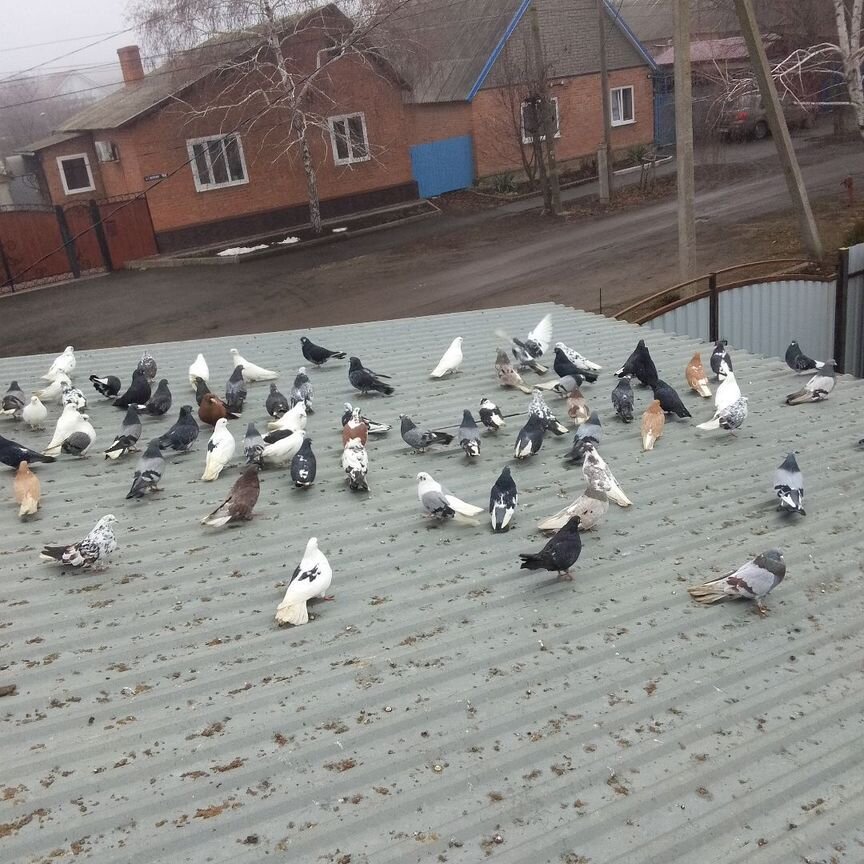 Голуби Миллерово