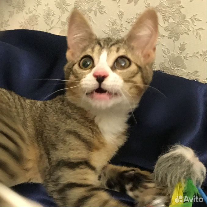 Человеко любящий ласковый мальчик ищет передержку