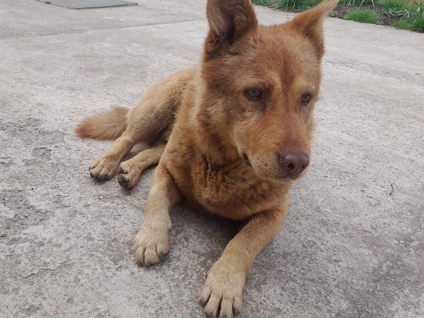 Собака в добрые руки