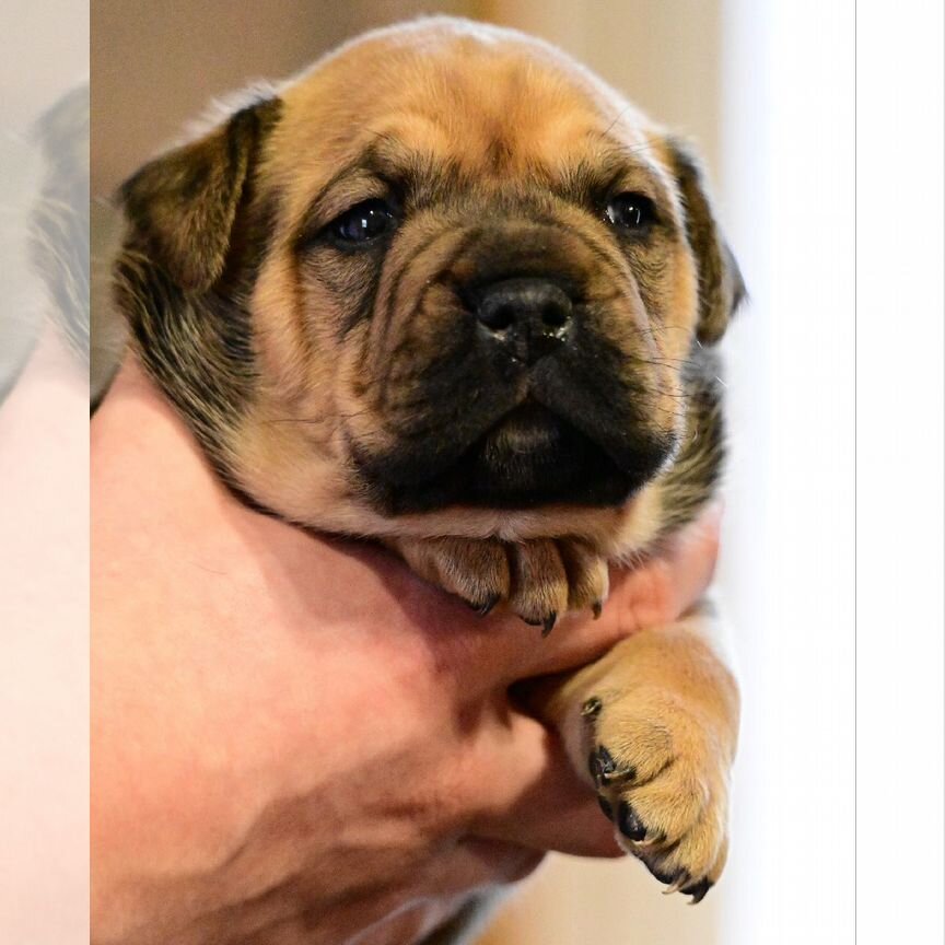 Ка-де-бо, щенок