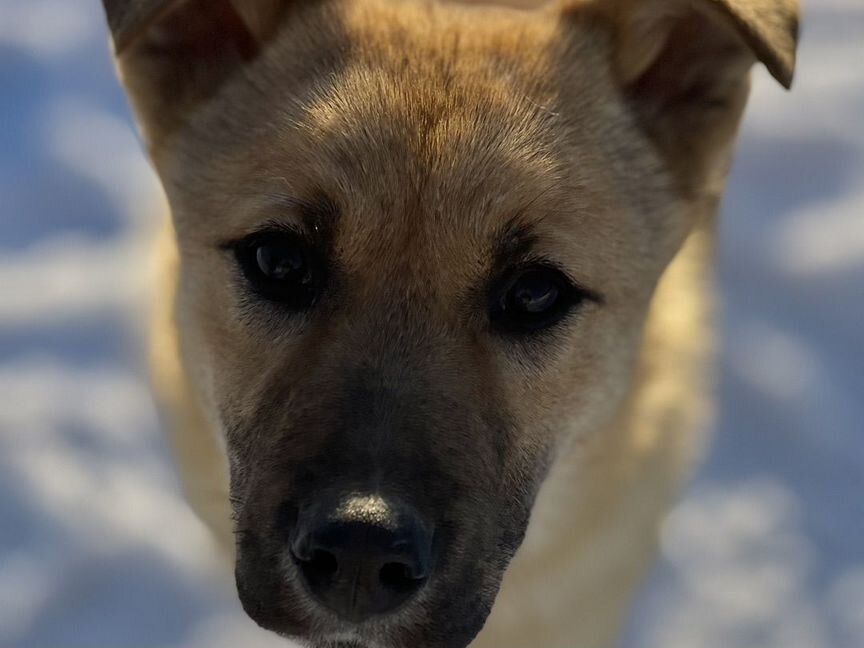 Щенок в добрые руки