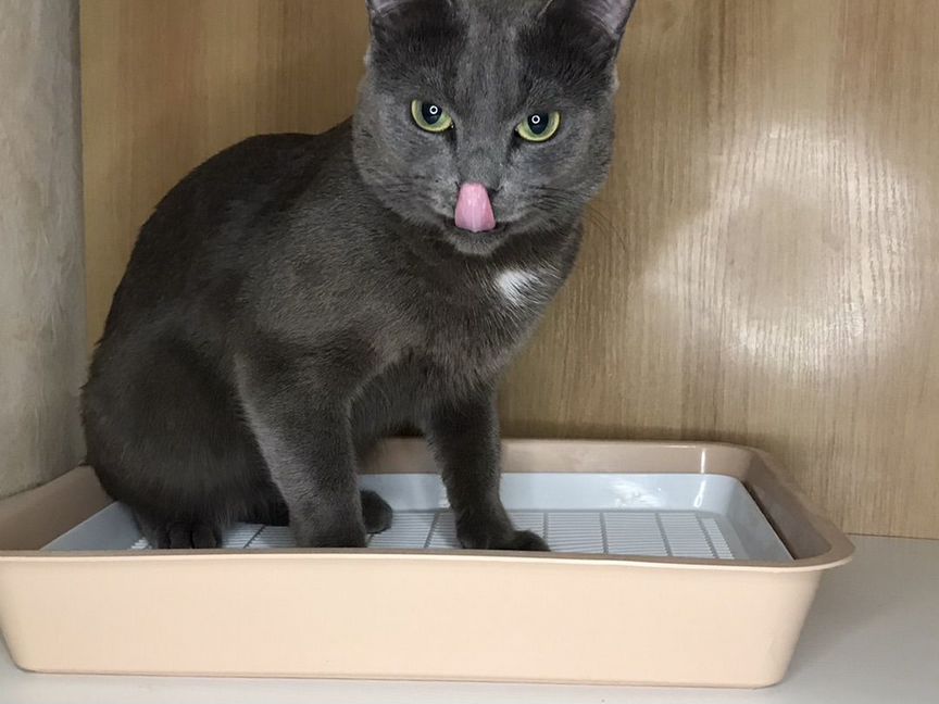 Лоток для кошек