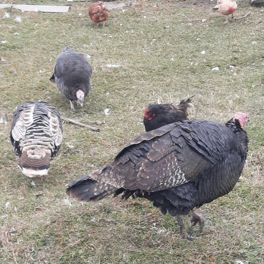 Индюшка домашняя