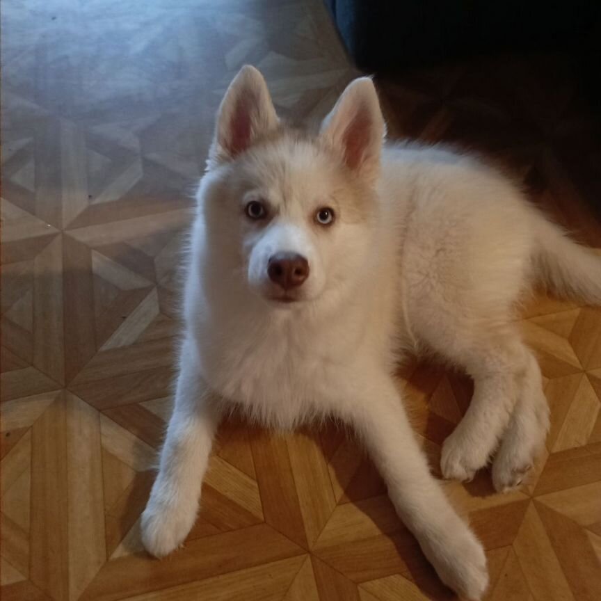 Щенок хаски