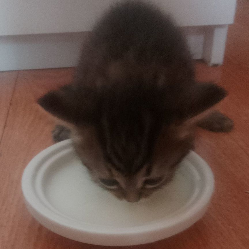 Котенок (мама сибирская к.;папа бобтейл