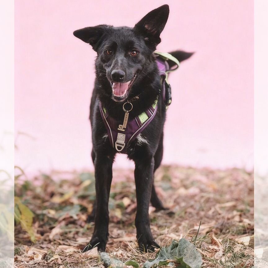 Взрослая собака в добрые руки