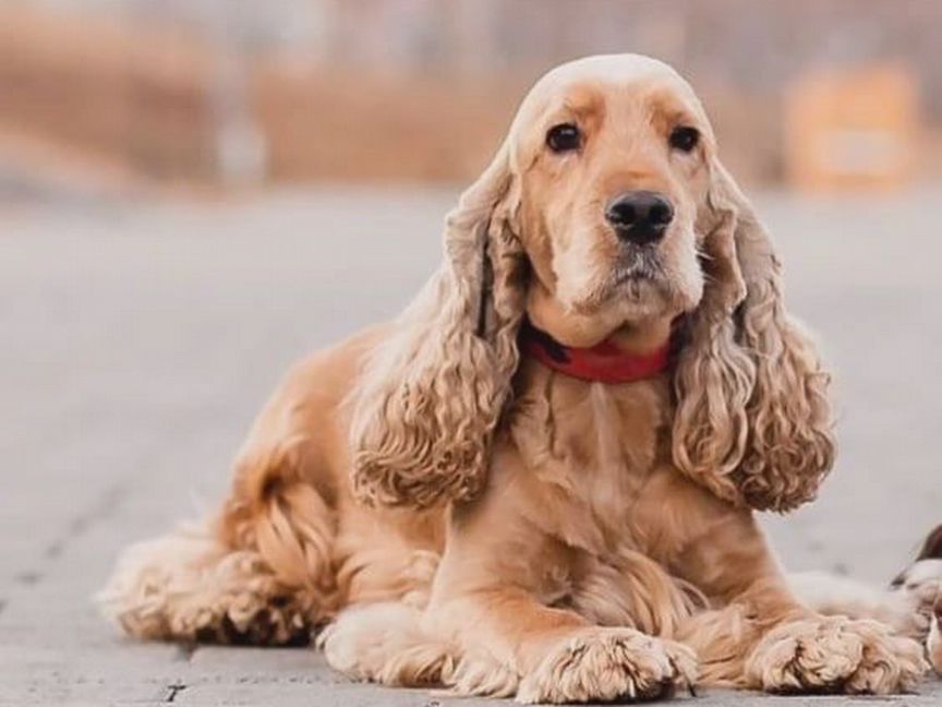 Английский кс приглашает девочек на вязку