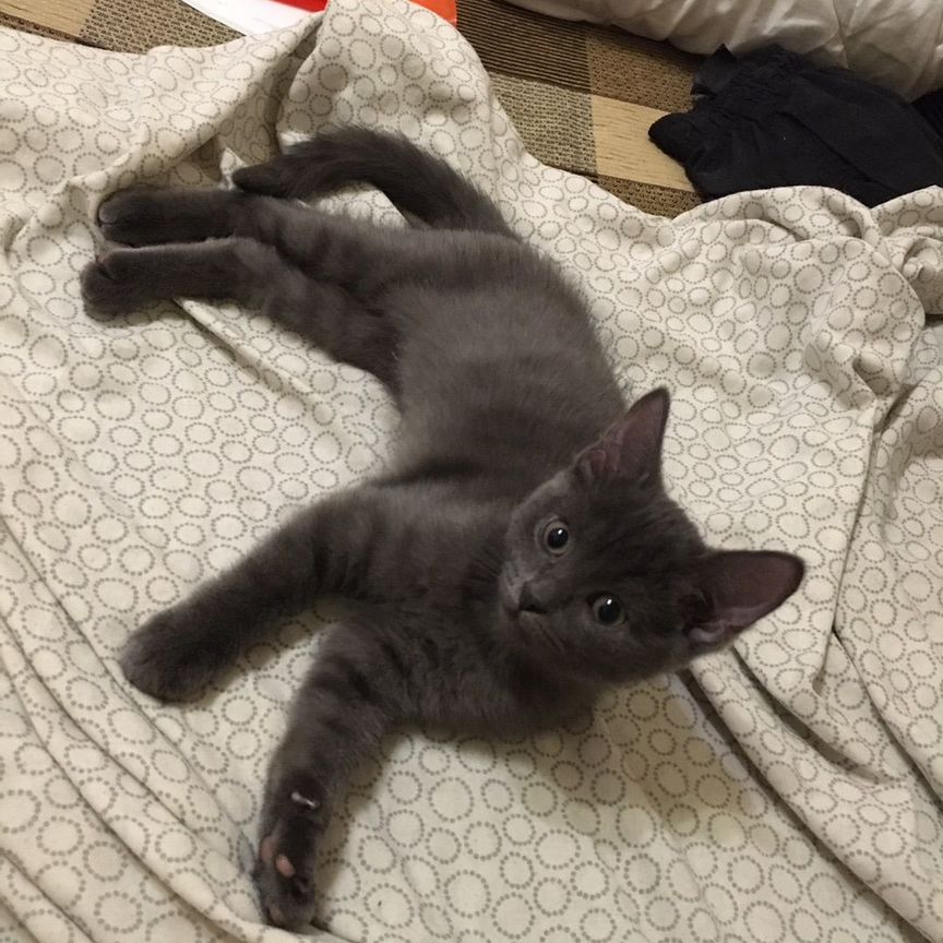 В добрые руки котенок