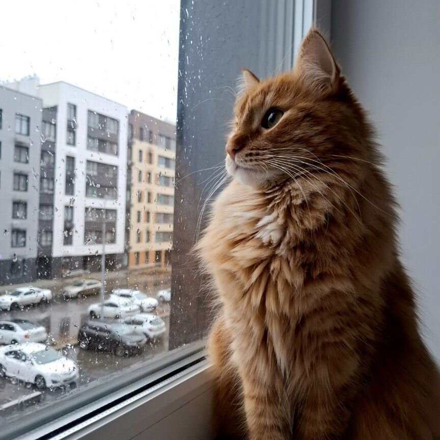 Кот